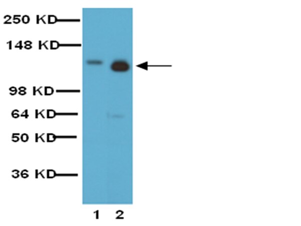 Anti-Integrin α5 Antibody, CT, Intracellular | AB1928